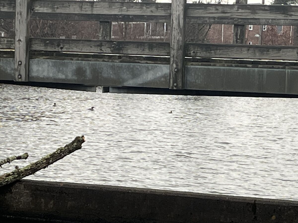 Raining gale fishing 🎣: Went ultralight jigging in 52 degree Carnegie ...