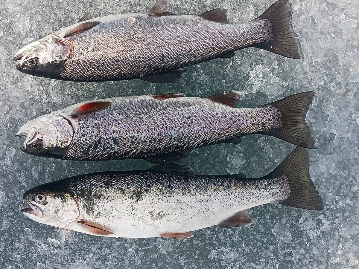Trout fishing on Watab in st. Joe minnesota: Caught these rainbow trout ...
