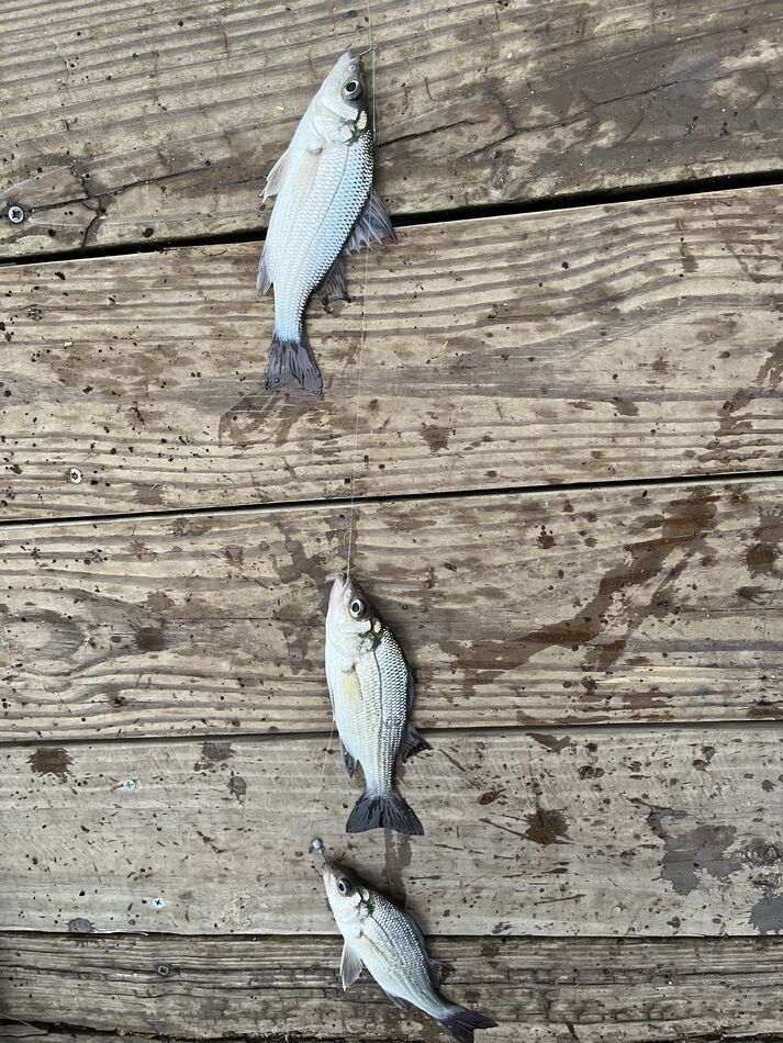 White perch: What's the best bait for white perch fishing...