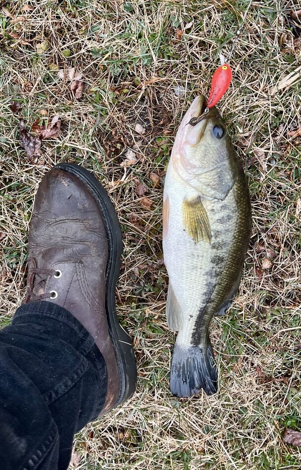 1st catch of Spring 2024: Fished a pond in Ghent, NY last week, just to ...