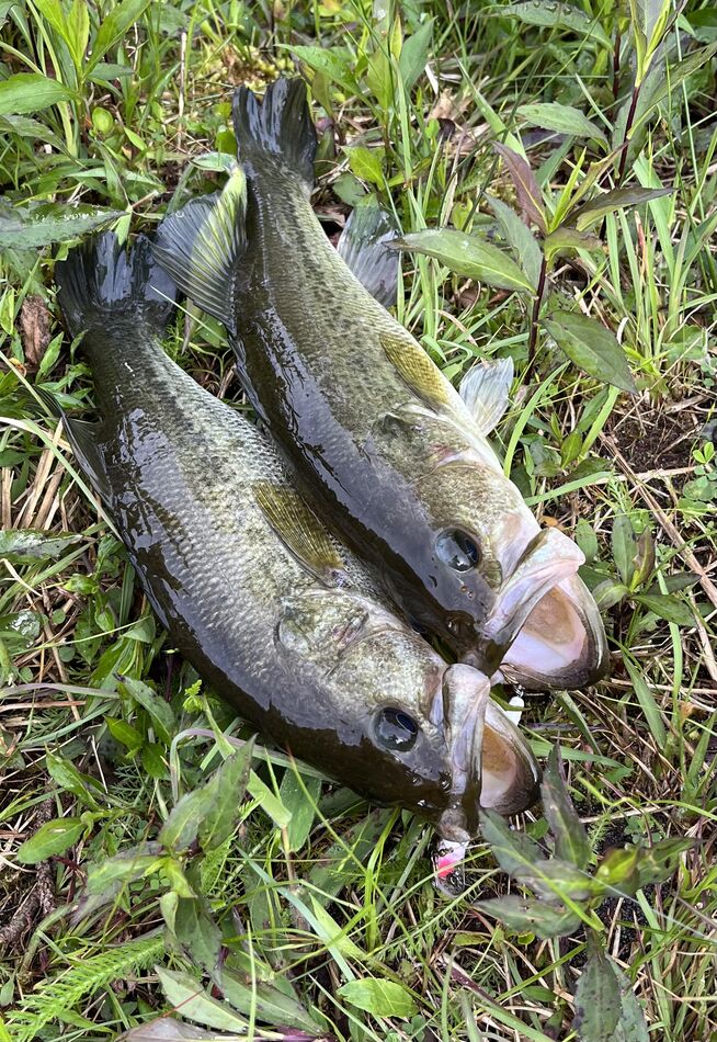 Unusual double: My fishing buddy caught these two bass at once on a ...