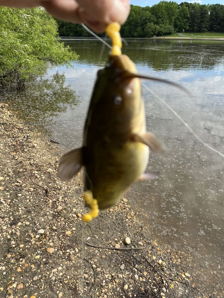 Common carp and brown bullheads: Went carping in 78 degrees Robert G ...