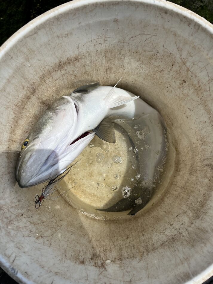 Another saltwater/freshwater doubleheader: Made another saltwater ...