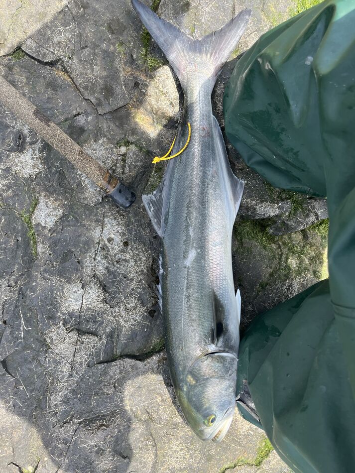 Another saltwater/freshwater doubleheader: Made another saltwater ...