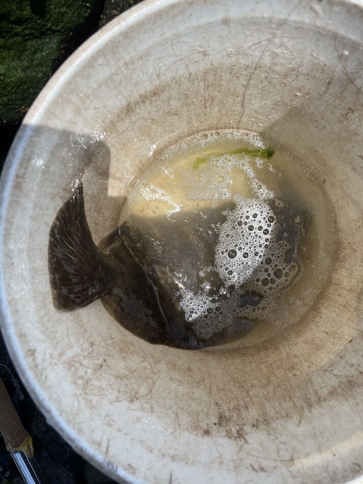 Another saltwater/freshwater doubleheader: Made another saltwater ...