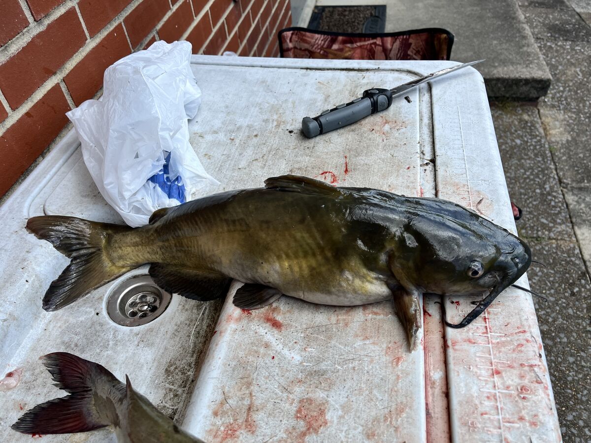 Catfish: Been getting out last few days. Catfish hitting hard with ...