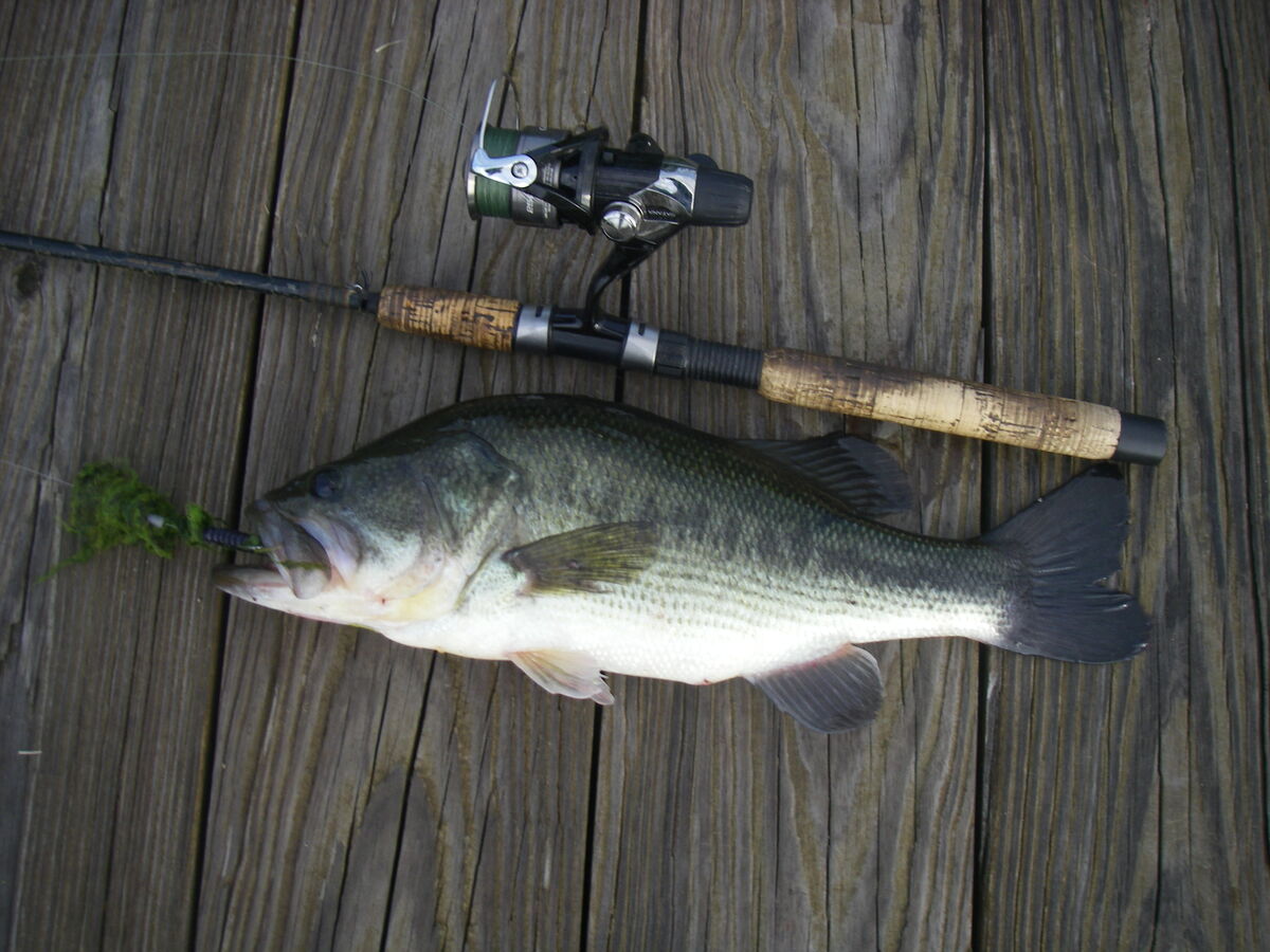 5/26/24 Bass Fishing: 5/26/24 Had a good morning bass fishing. Released ...