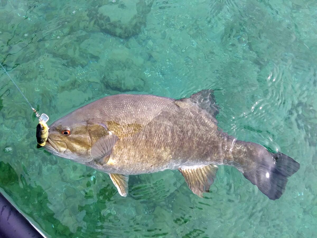 Cisco "fish"...was a friend of mine... Every time I catch a cisco in ...