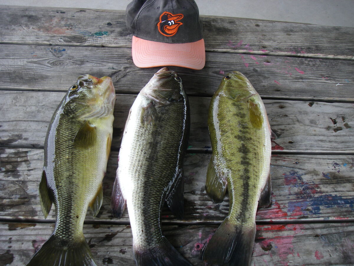 5/27/24 Bass Fishing: 5/27/24 This mornings catch with the 7.5" Cauprit ...