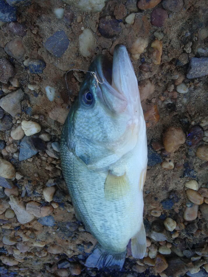 Good day of fishing at Holmes reservoir: I caught 5 fish (reliesed them ...