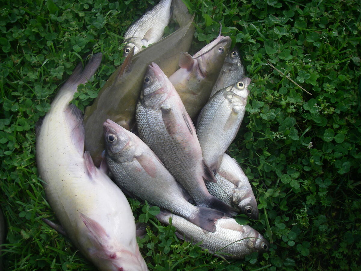 5/7/24 Perch & catfish: 5/7/24 Went perch fishing for first time this ...