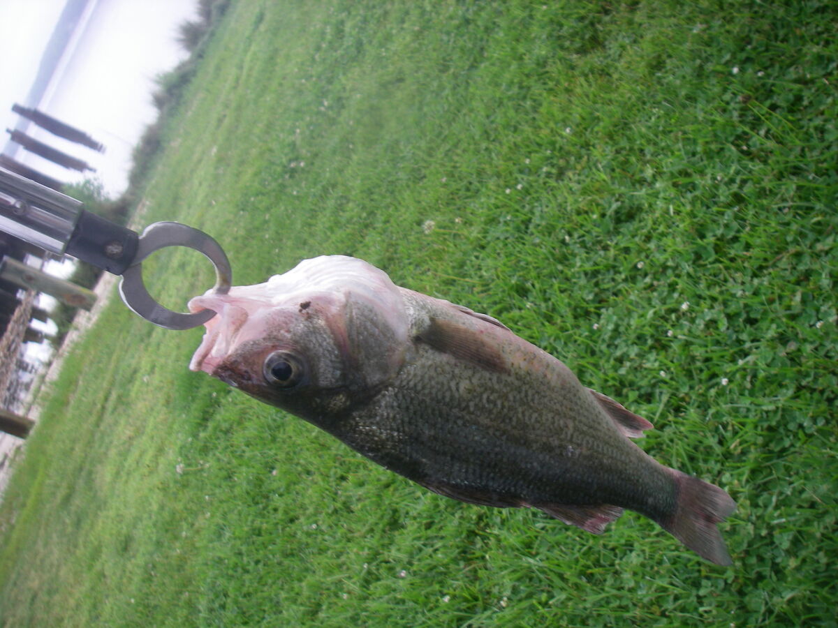 5/7/24 Perch & catfish: 5/7/24 Went perch fishing for first time this ...