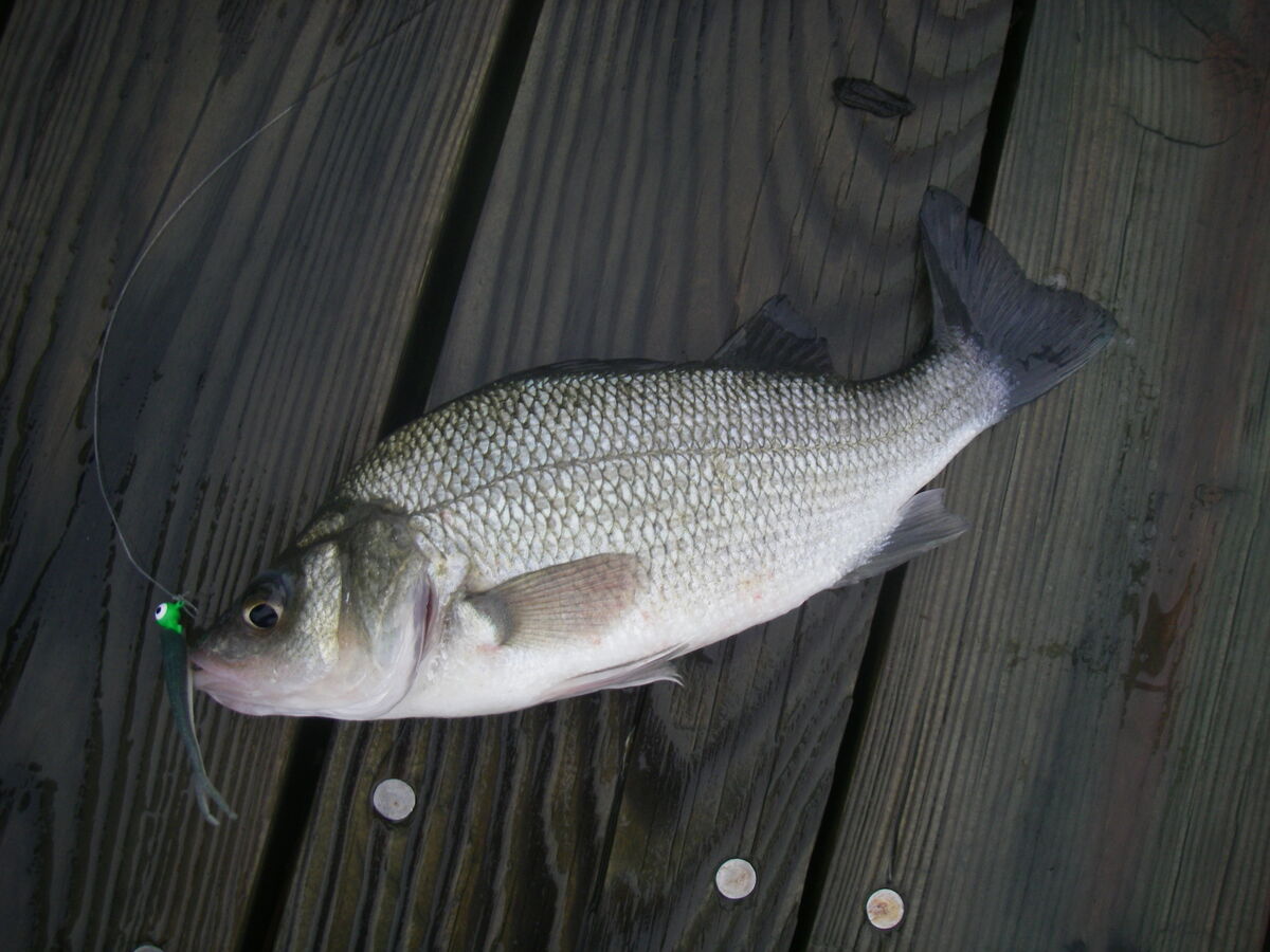 5/7/24 Perch & catfish: 5/7/24 Went perch fishing for first time this ...