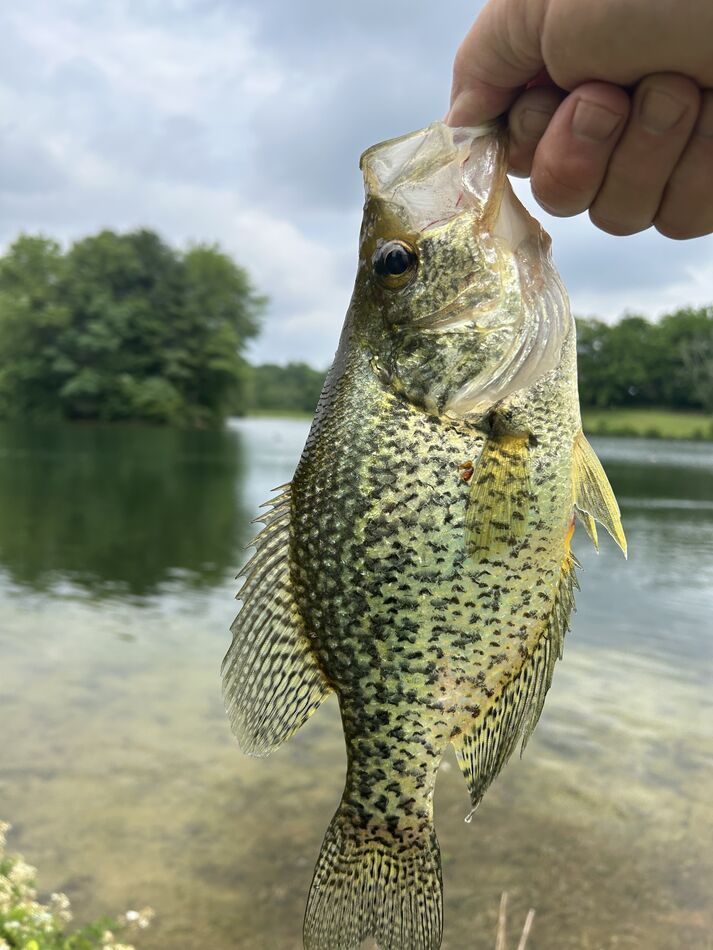 Crappies were willing today: Did a bit of fishing today and the ...
