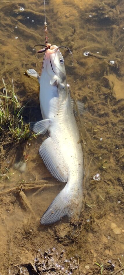 WMA Phelps pond: I visited Phelps pond yesterday, hadn't fished there ...