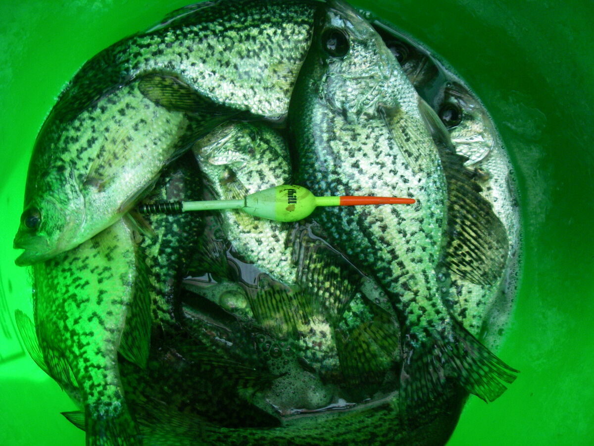 6/2/24 Crappie: 6/2/24 Took it easy and fished a few Hrs this morning ...