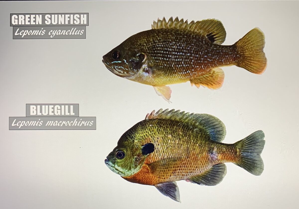 Bluegill vs. Green Sunfish: When I was a kid back in SE Kansas we caught a lot of green sunfish ...