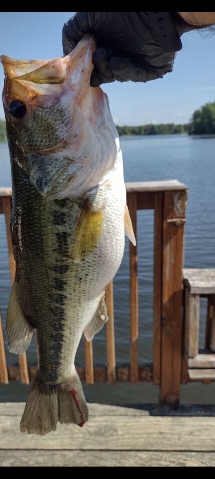 Hunting Run reservoir: Fished from and near the pier at Hunting Run ...