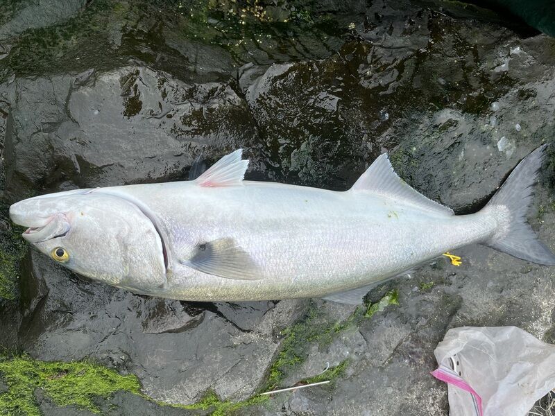 My 254th fish tag return: The third bluefish that I caught, tagged and ...