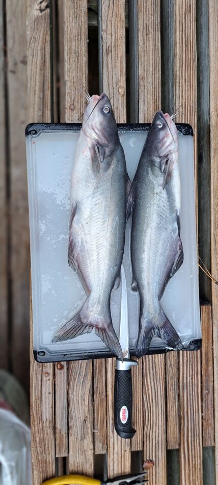 Choptank River catfish first time Denton, MD: Finally got to visit my ...