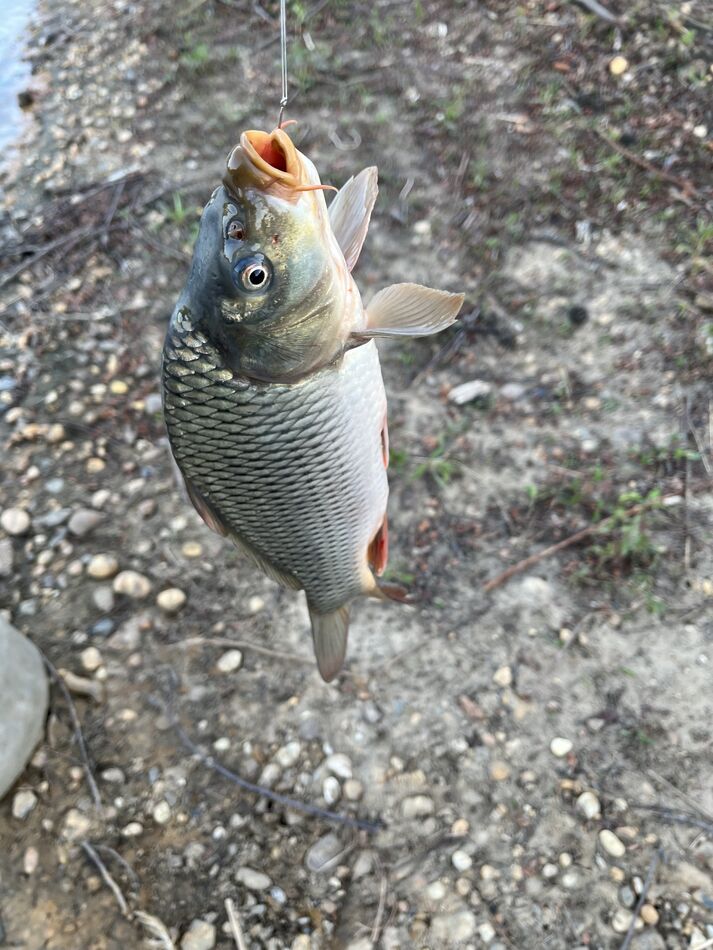 Caught carp (20) on 10 consecutive days: Went carping in 86 degrees ...