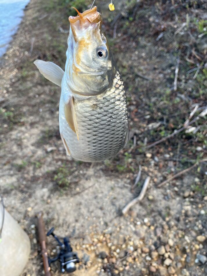 Caught carp (20) on 10 consecutive days: Went carping in 86 degrees ...