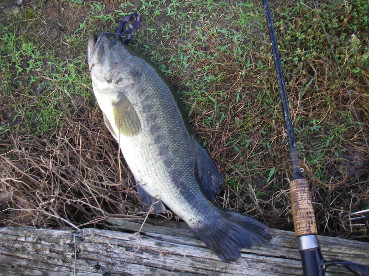 6/3/24 Bass Fishing: 6/3/24 Caught and released some bass this morning ...
