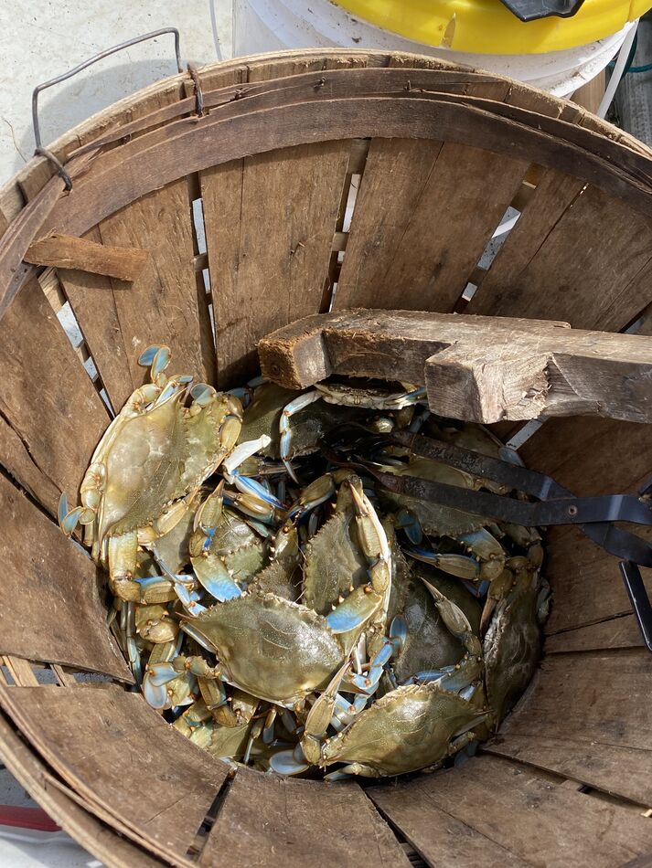 Crabbing the Choptank: After two days of crabbing the Choptank I’m ...