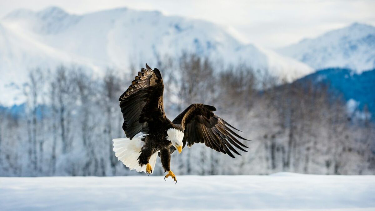 Photo of the Day # 301: Our National Bird Since 1782. Hope you enjoy ...