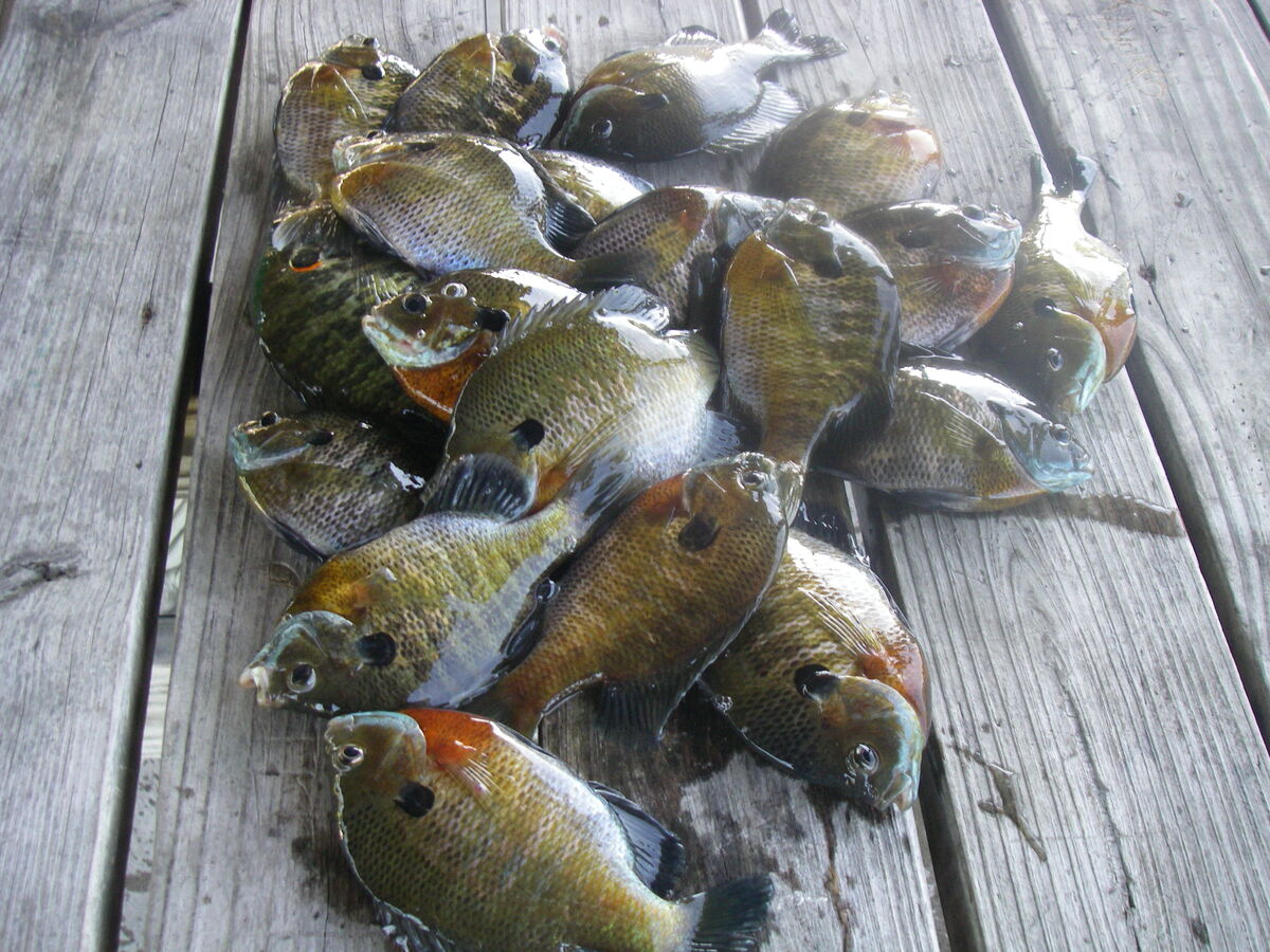 6/8/24 Bluegills: 6/8/24 Had an excellent large bluegill morning. I put ...