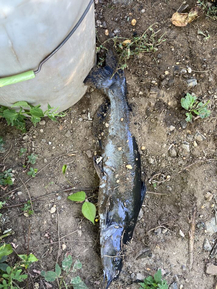 Caught 3 fish 🐠 on 3 rods: Went fishing 🎣 in 86 degrees Gropp’s Lake ...