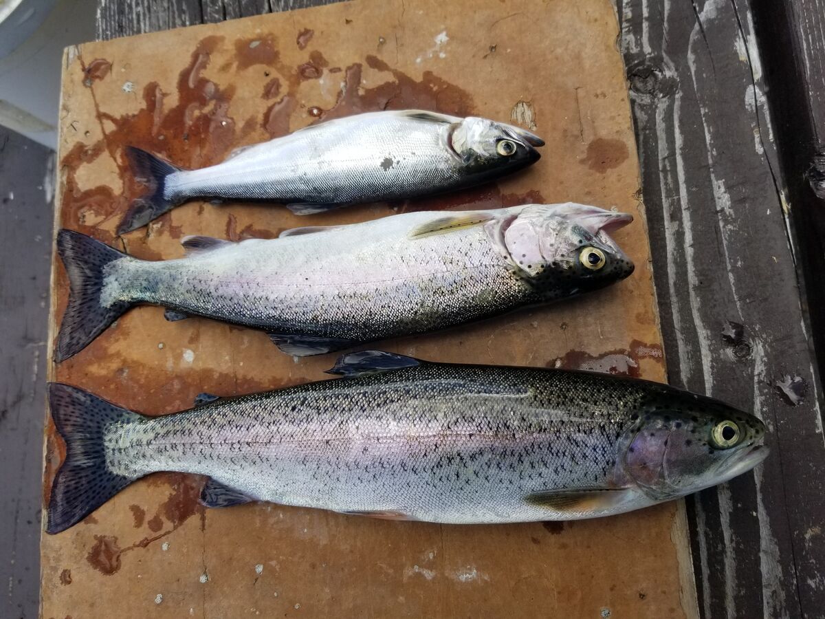 Bowron Lake Fish: It's about time. Here are some of the fish we caught ...