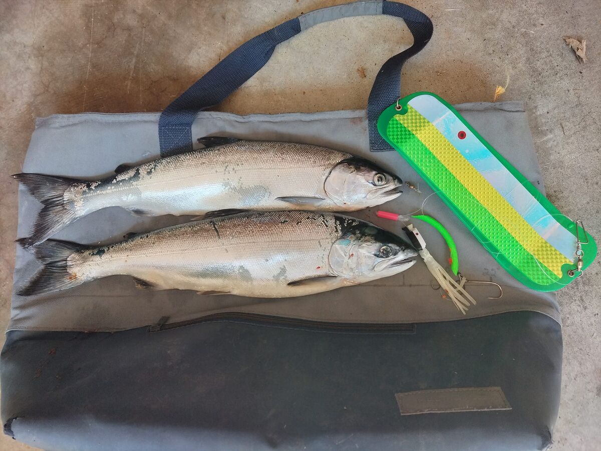 Area 10 Local Coho Chinook 2024: Managed to get out as much as possible ...