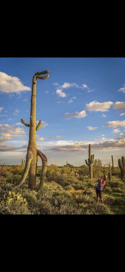 Accidental Face du Jour 7/23: Good morning!!! This is the T-Rex cactus ...