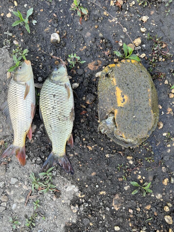 Caught carp (36) last 15 consecutive days: Went carping in 90 degrees ...