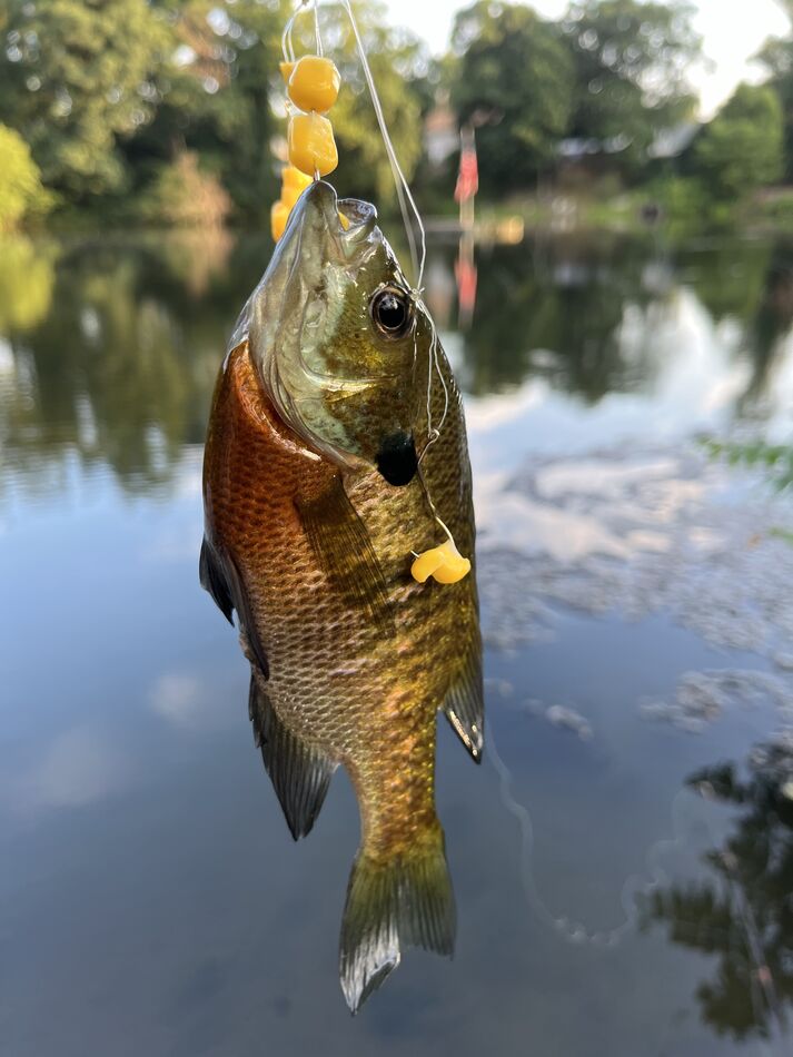 11 lb 4 oz: After 5 bad fishing 🎣 trips in 5 different spots with 90 to ...