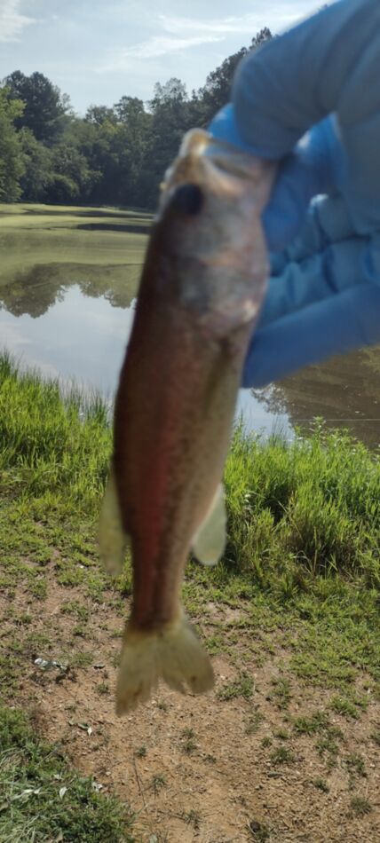 Mid -August fishing, some success: Beautiful morning today here ...