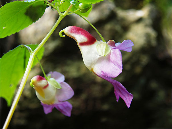 Accidental Face du Jour 8/16: Good morning!!! The Parrot Flower...