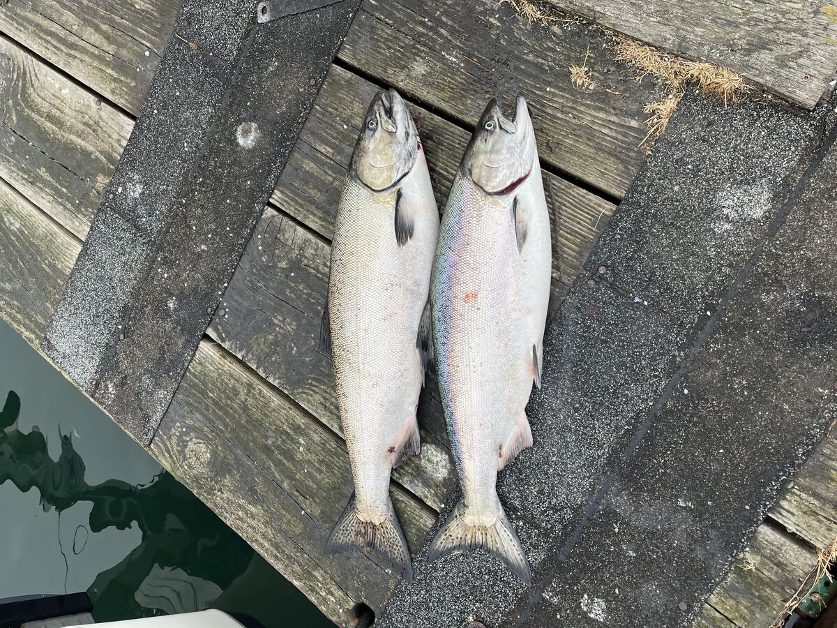 Just a little update: I fish off of a c dory 16 ft angler. Been a great ...