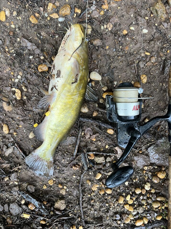 Applying for my 81th NJ Skillful Angler Recognition Award: Went carping ...