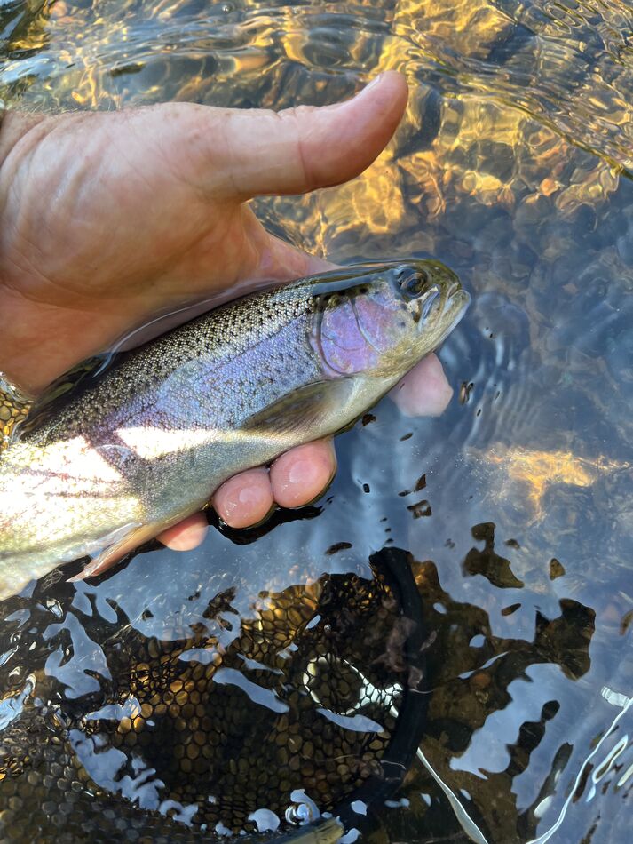 Little wild trout: Caught 5 wild trout on the tiniest of streams today ...