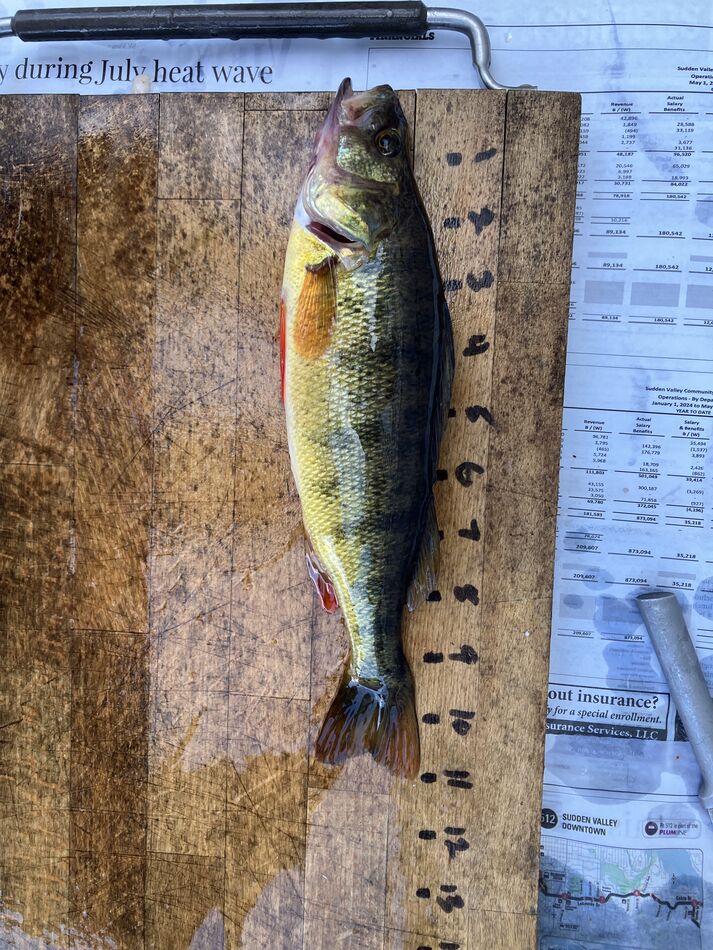Perch and Bluegill kayak fishing near Lake Whatcom: These guys got fat ...