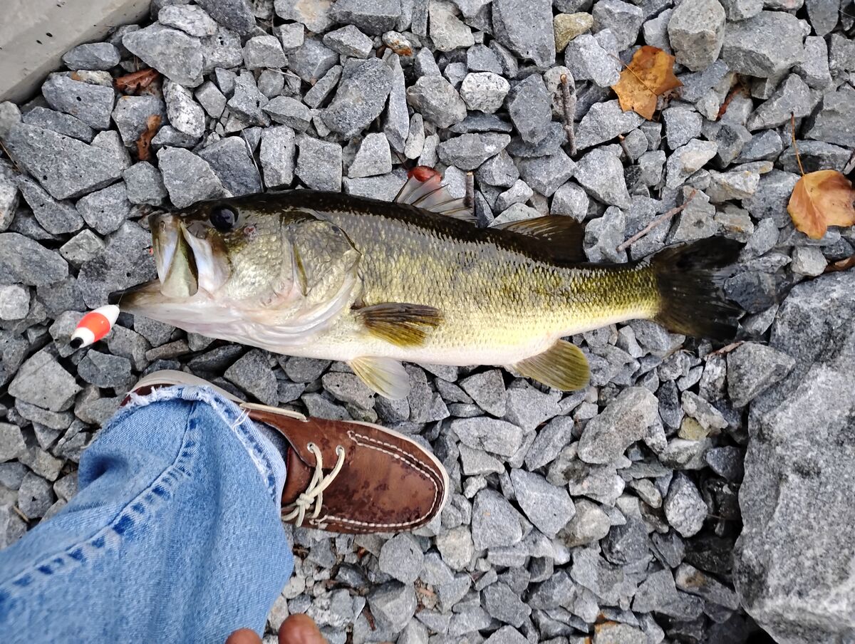 23" 7.5lbs: Caught on a 2" gulp worm fishing for Crappie. Suffolk, VA...