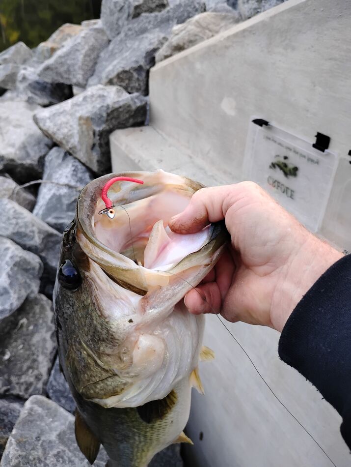 23" 7.5lbs: Caught on a 2" gulp worm fishing for Crappie. Suffolk, VA...