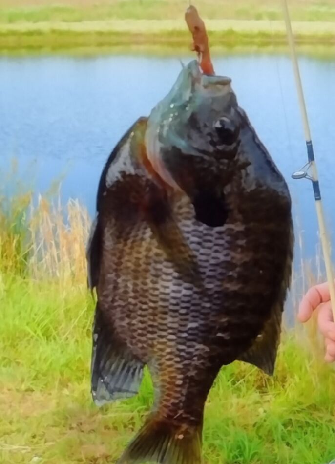 Another sunfish identification: After learning about the green sunfish ...