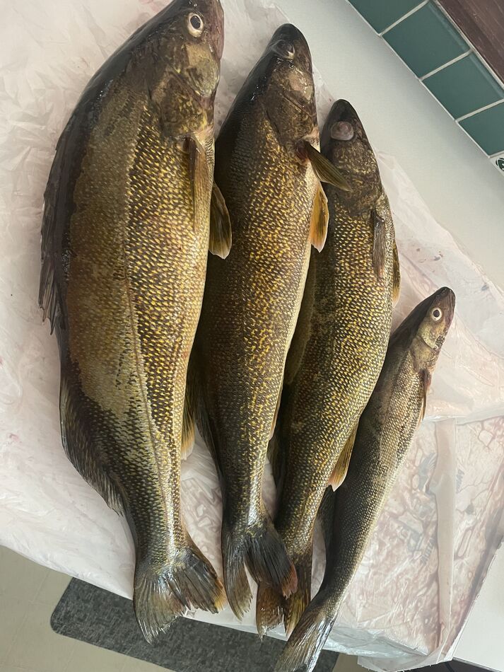 Walleye for dinner: My friend caught 3 and 1 Silver. Two 6# 1 4# I ...