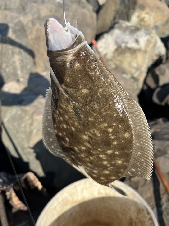 flounder regs vs fluke: Just checked out regs for NJ. Flounder just ...