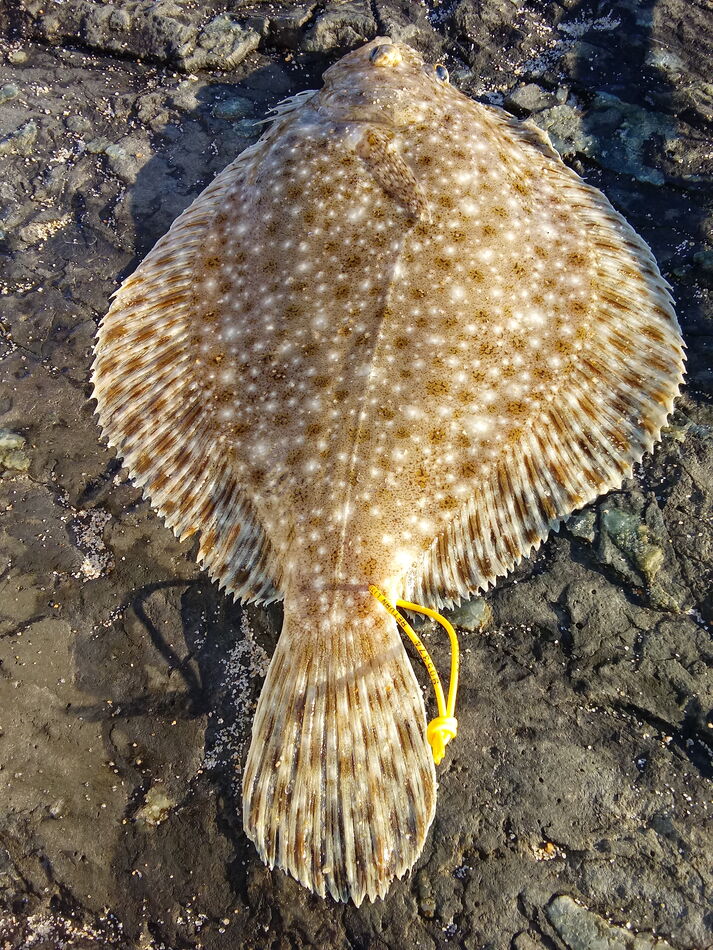 flounder regs vs fluke: Just checked out regs for NJ. Flounder just ...