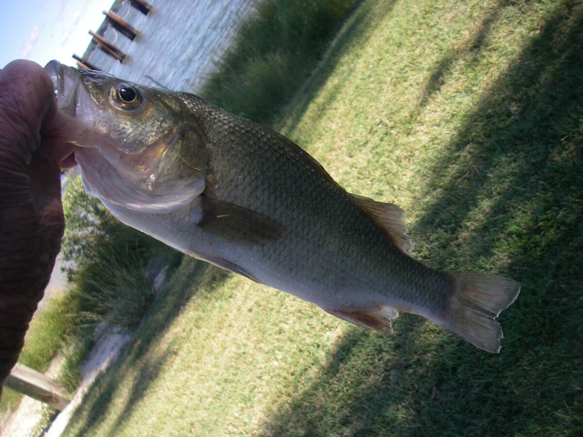 9/8/24 White Perch: 9/8/24 The wind was really bad this morning. But I ...
