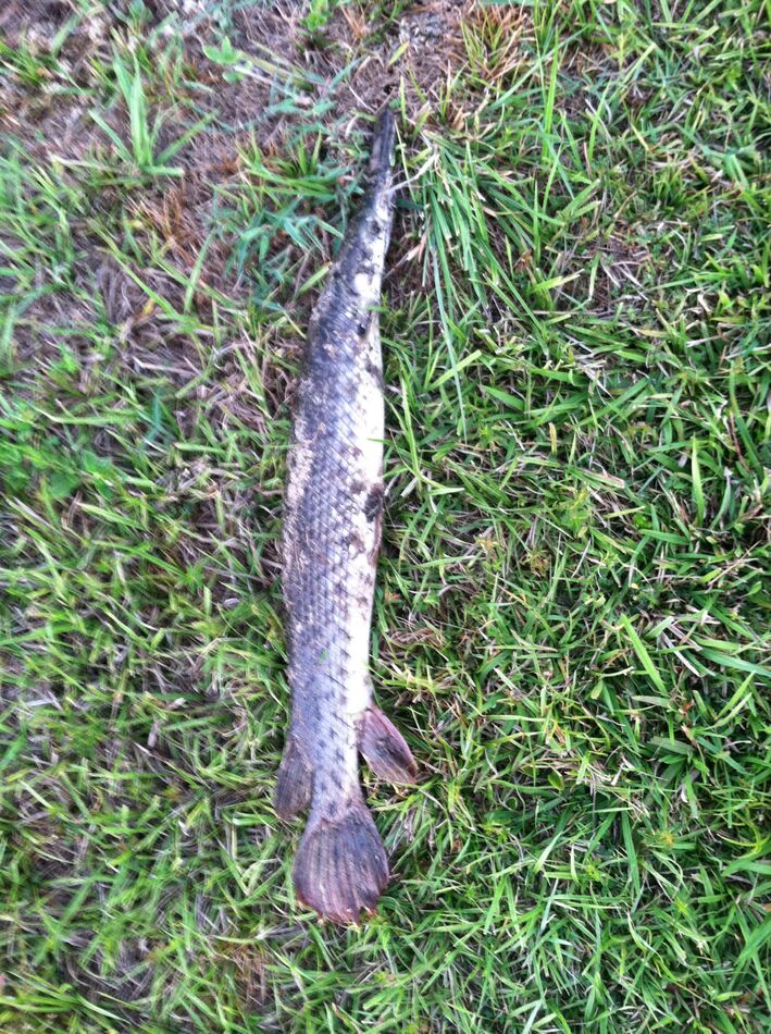 Fishing in Tampa: Hello, I have lived in Tampa for 15 years now and ...